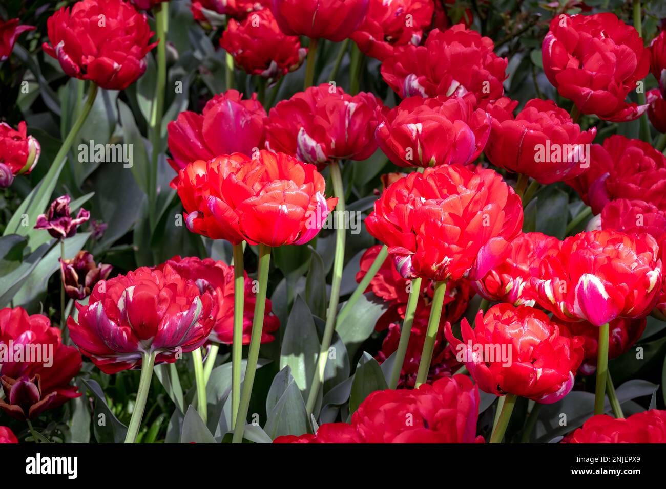 Bombastic red hi-res stock photography and images - Alamy