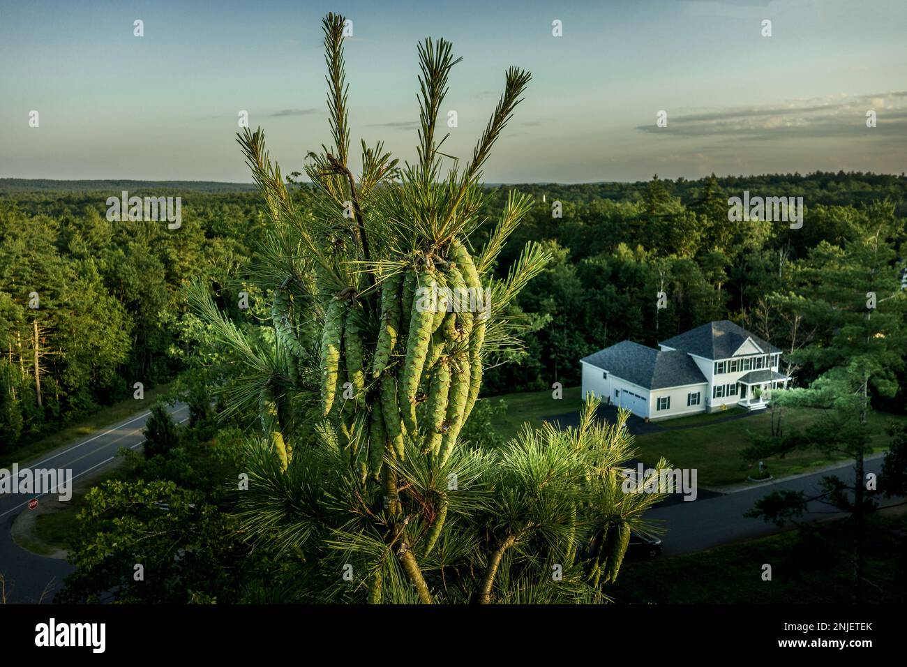 Aerial capture of developing eastern white pine cones - Auburn, New ...