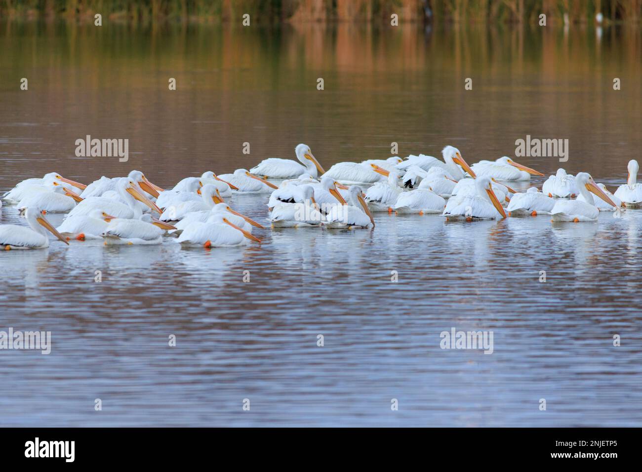 Pelicans in the Gila River at Gillespie Dam Stock Photo - Alamy