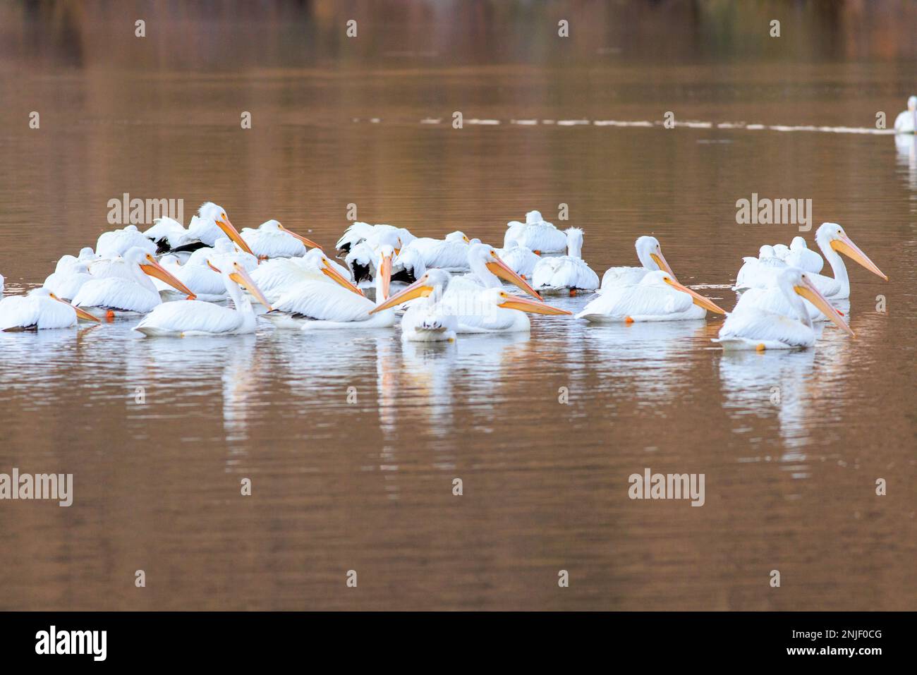 Pelicans in the Gila River at Gillespie Dam Stock Photo - Alamy