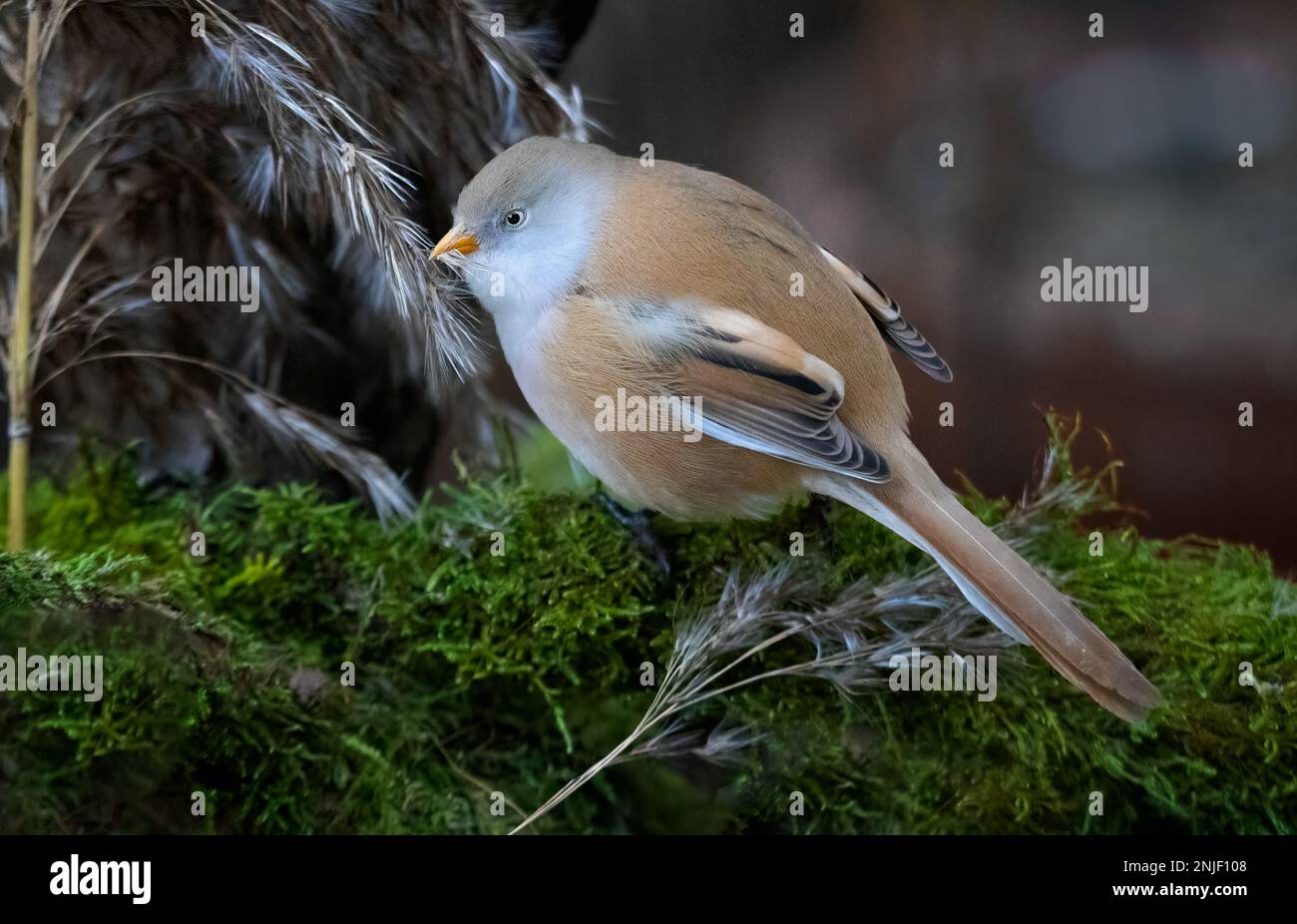 A close up profile portrait of a female bearded reedling, also known as ...