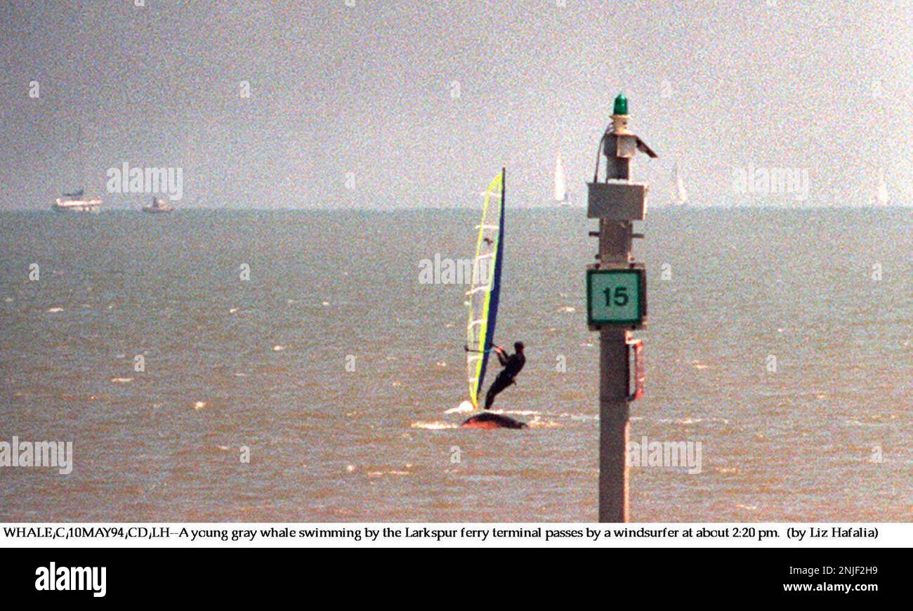 A YOUNG GRAY WHALE SWIMMING PAST THE LARKSPUR FERRY TERMINAL WITH A ...