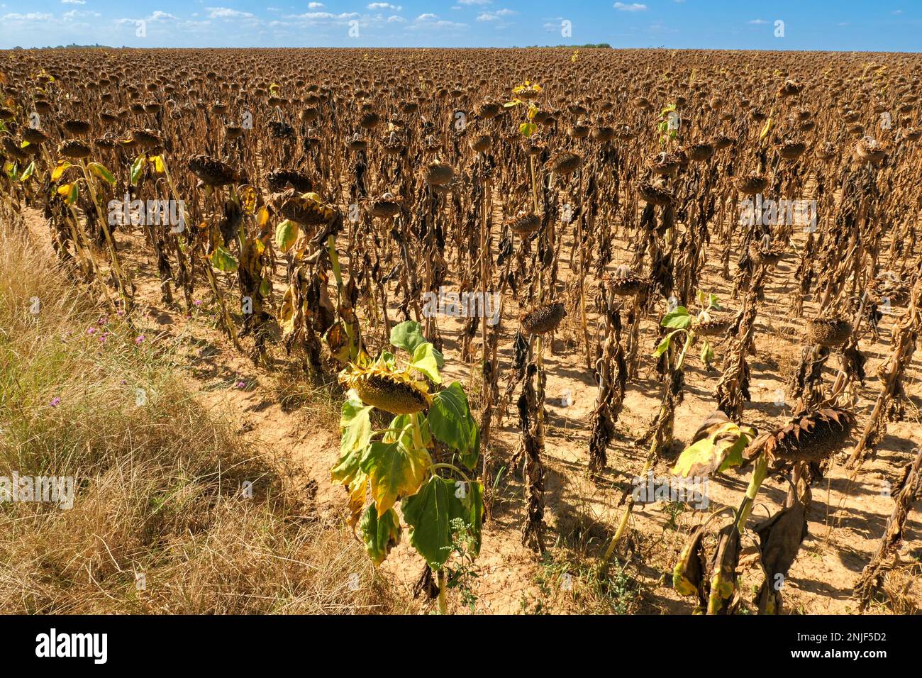 Drought affecting an agricultural field in the countryside. Parched ...
