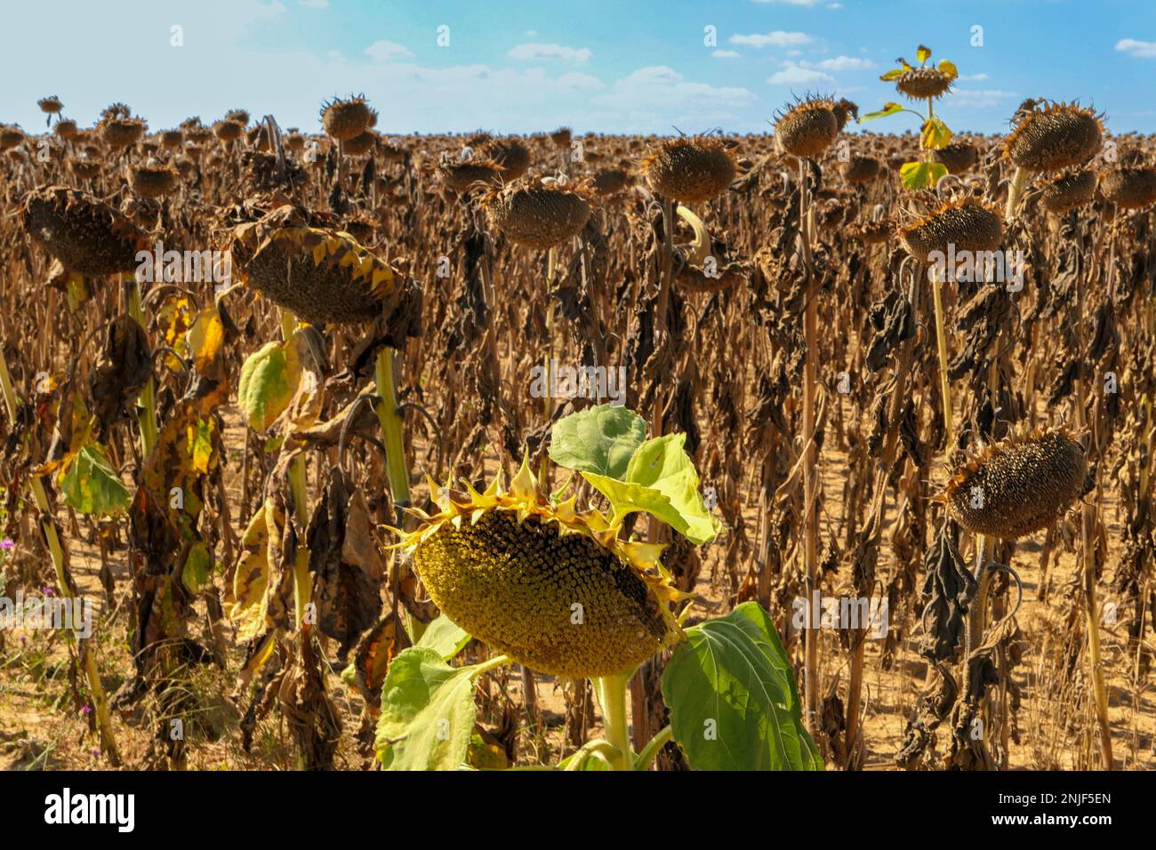 Drought affecting an agricultural field in the countryside. Parched ...
