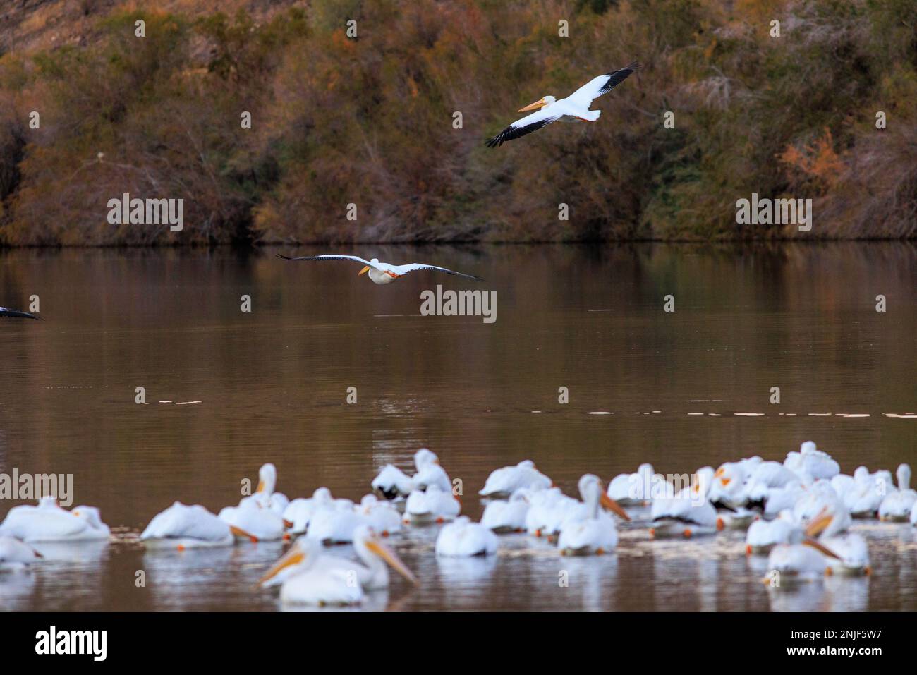 Pelicans in the Gila River at Gillespie Dam Stock Photo - Alamy