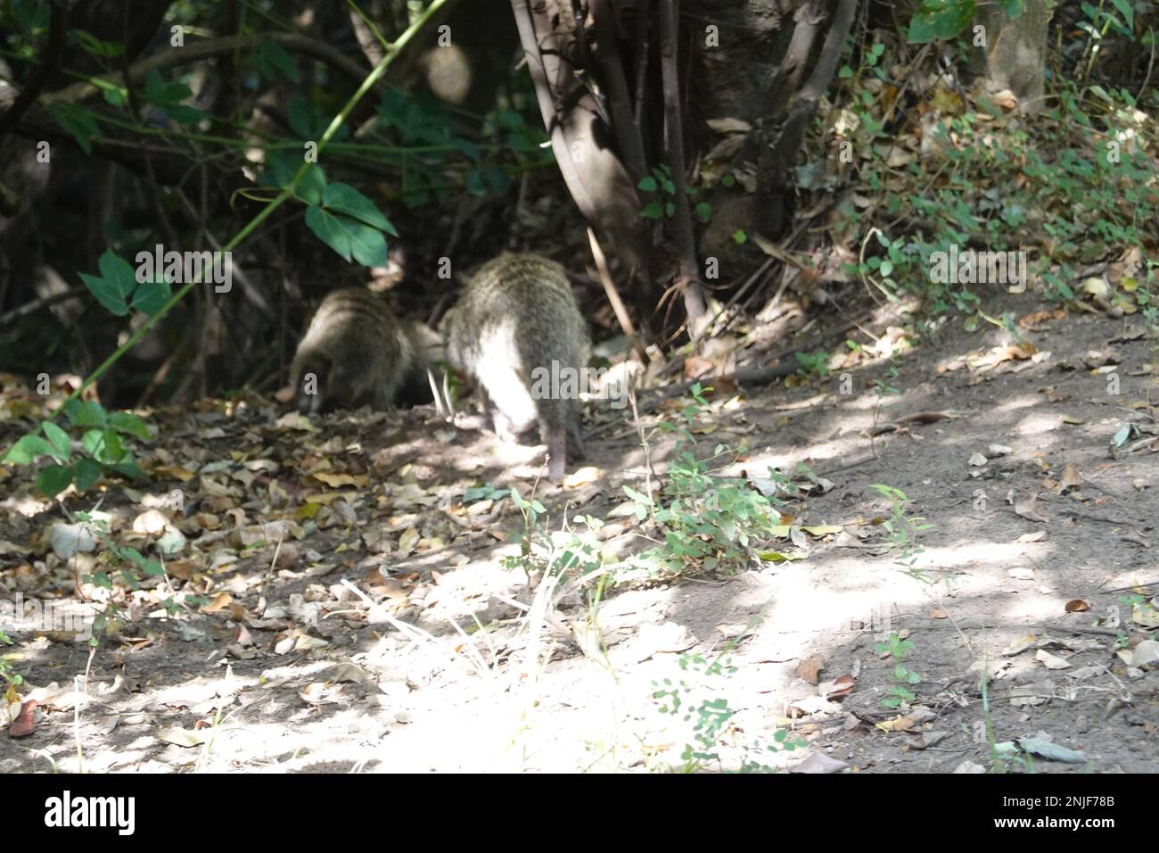 Large rodent in the savannah in Kenya Stock Photo - Alamy