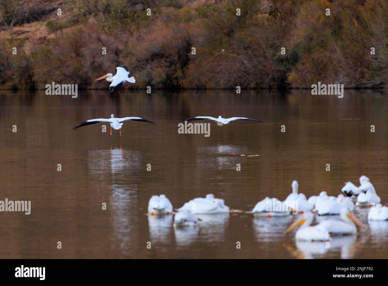 Pelicans in the Gila River at Gillespie Dam Stock Photo - Alamy