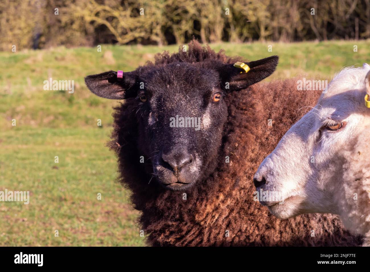 Animals with two faces hi-res stock photography and images - Alamy