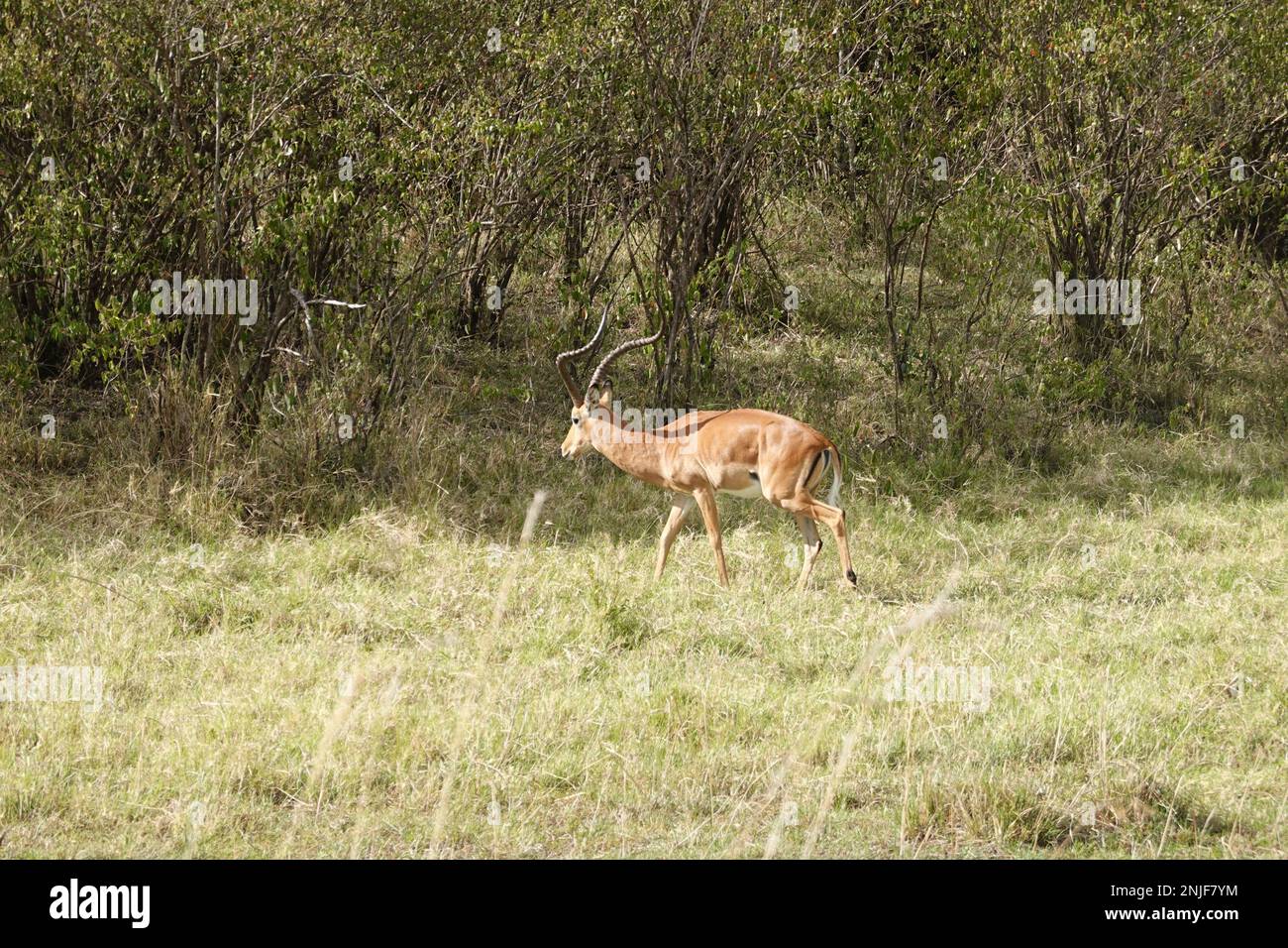 Impala on the savannah in Kenya Stock Photo - Alamy
