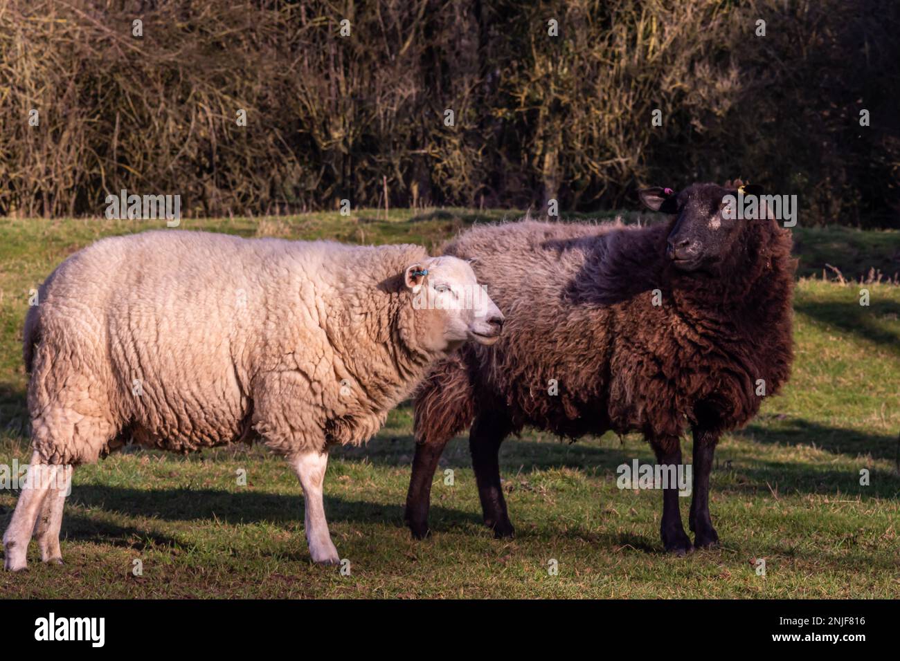 Two ewes, one brown and one white colored in the February sunshine ...
