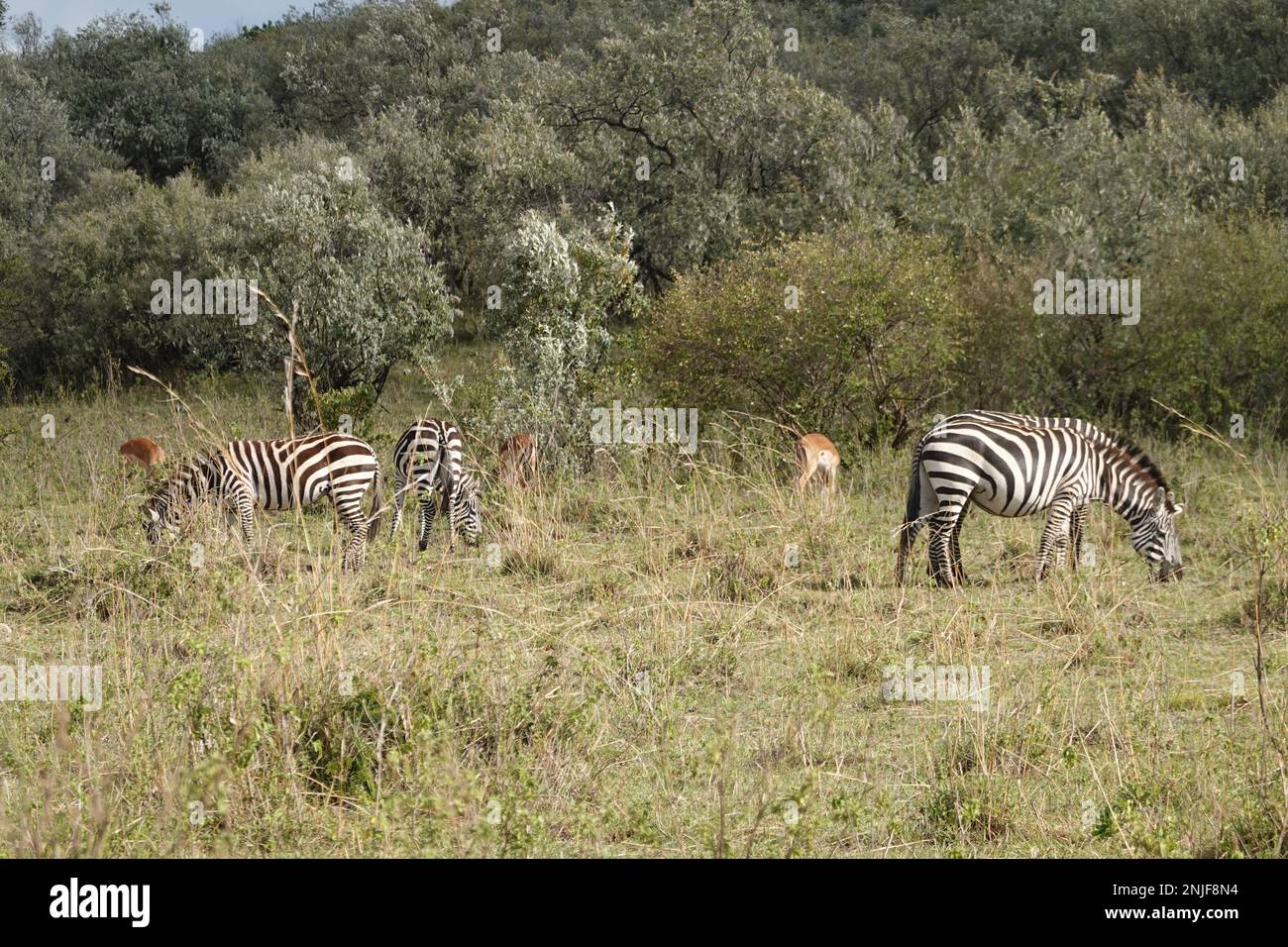 Impala and Zebra in the savannah in Kenya Stock Photo - Alamy