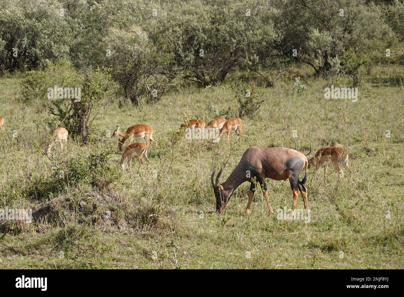 Impala and Topi in the savannah in Kenya Stock Photo - Alamy