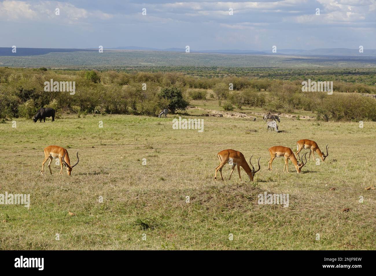 Impala and Zebra in the savannah in Kenya Stock Photo - Alamy
