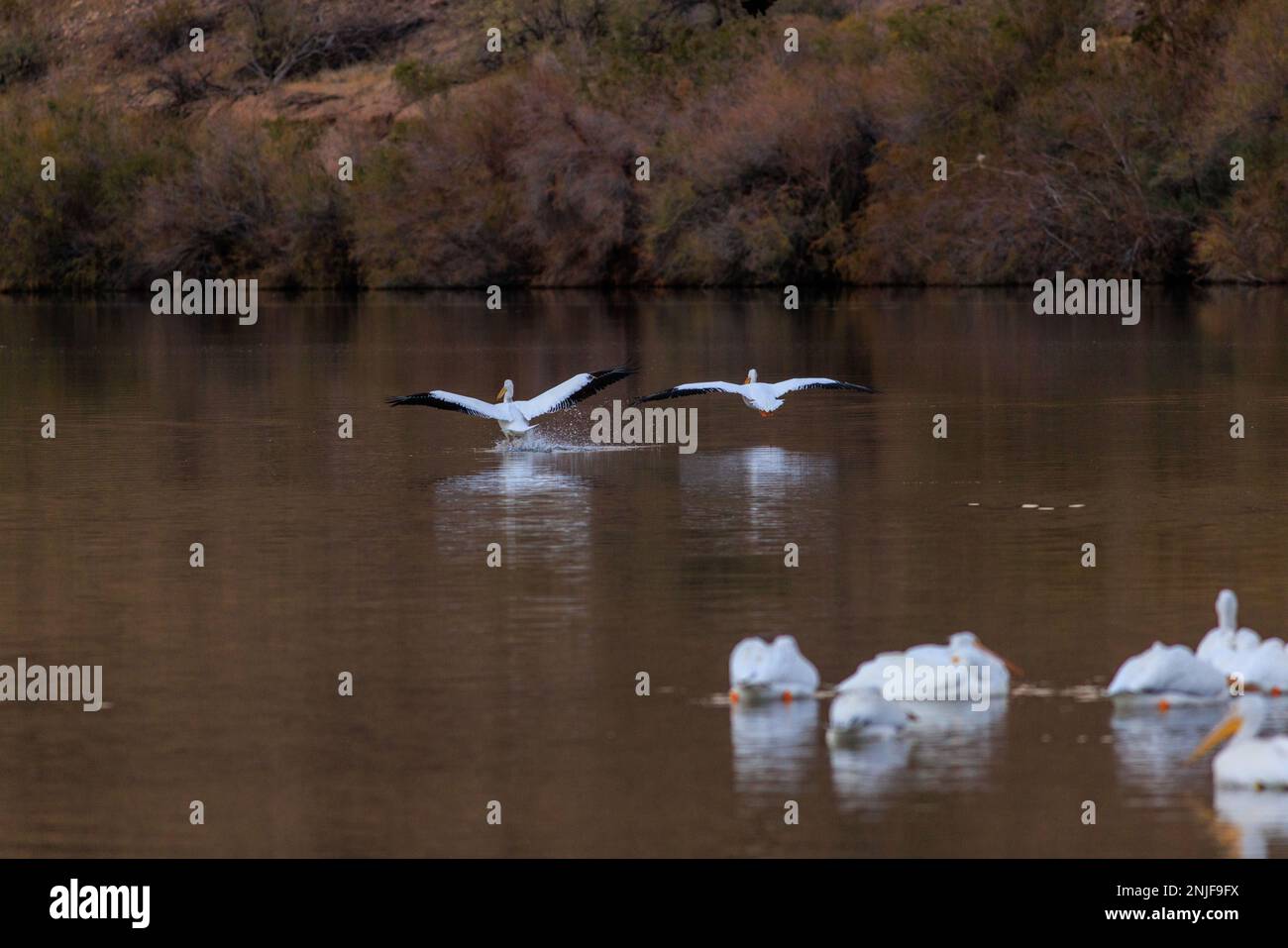 Pelicans in the Gila River at Gillespie Dam Stock Photo - Alamy