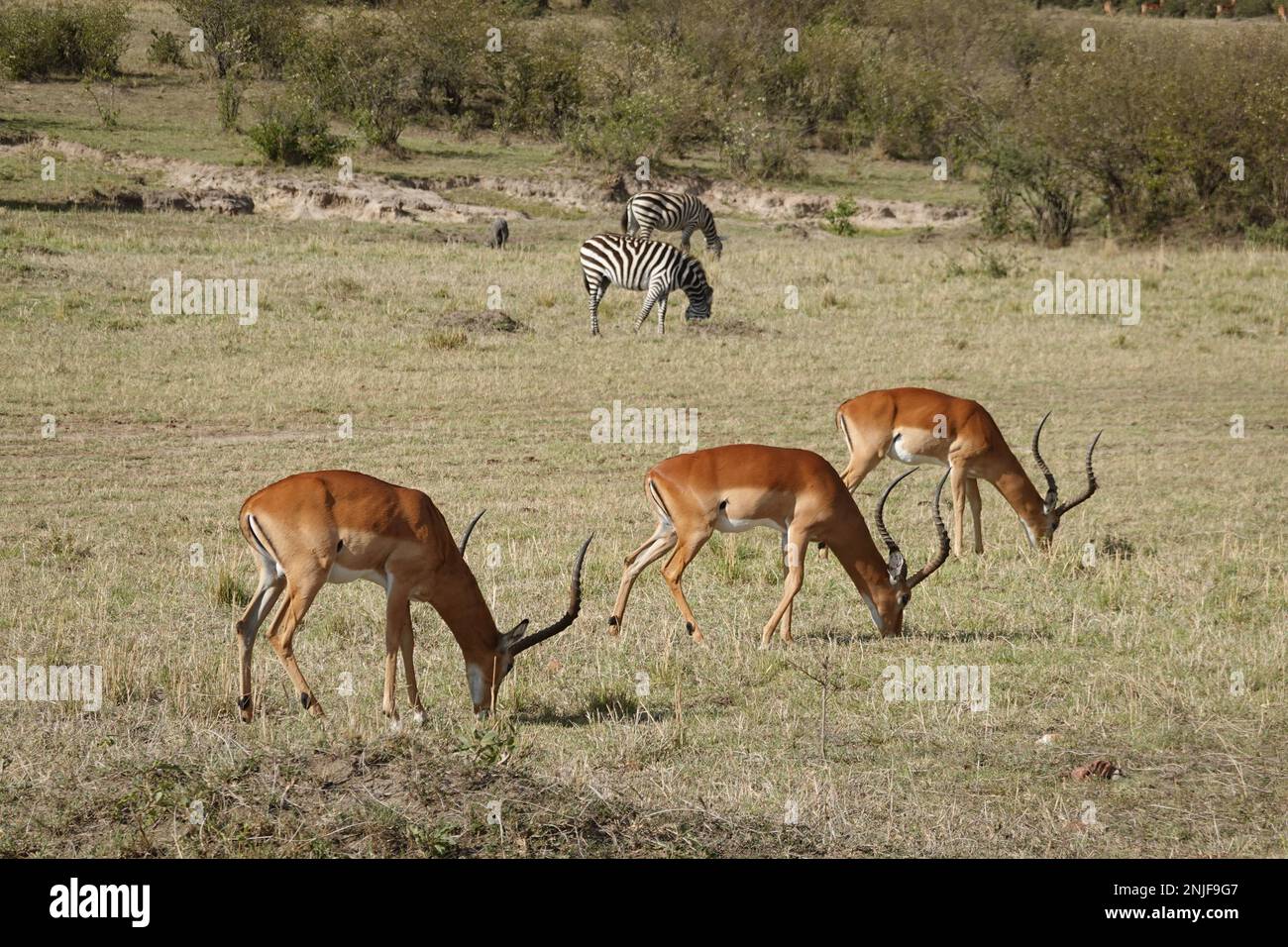 Impala and Zebra in the savannah in Kenya Stock Photo - Alamy
