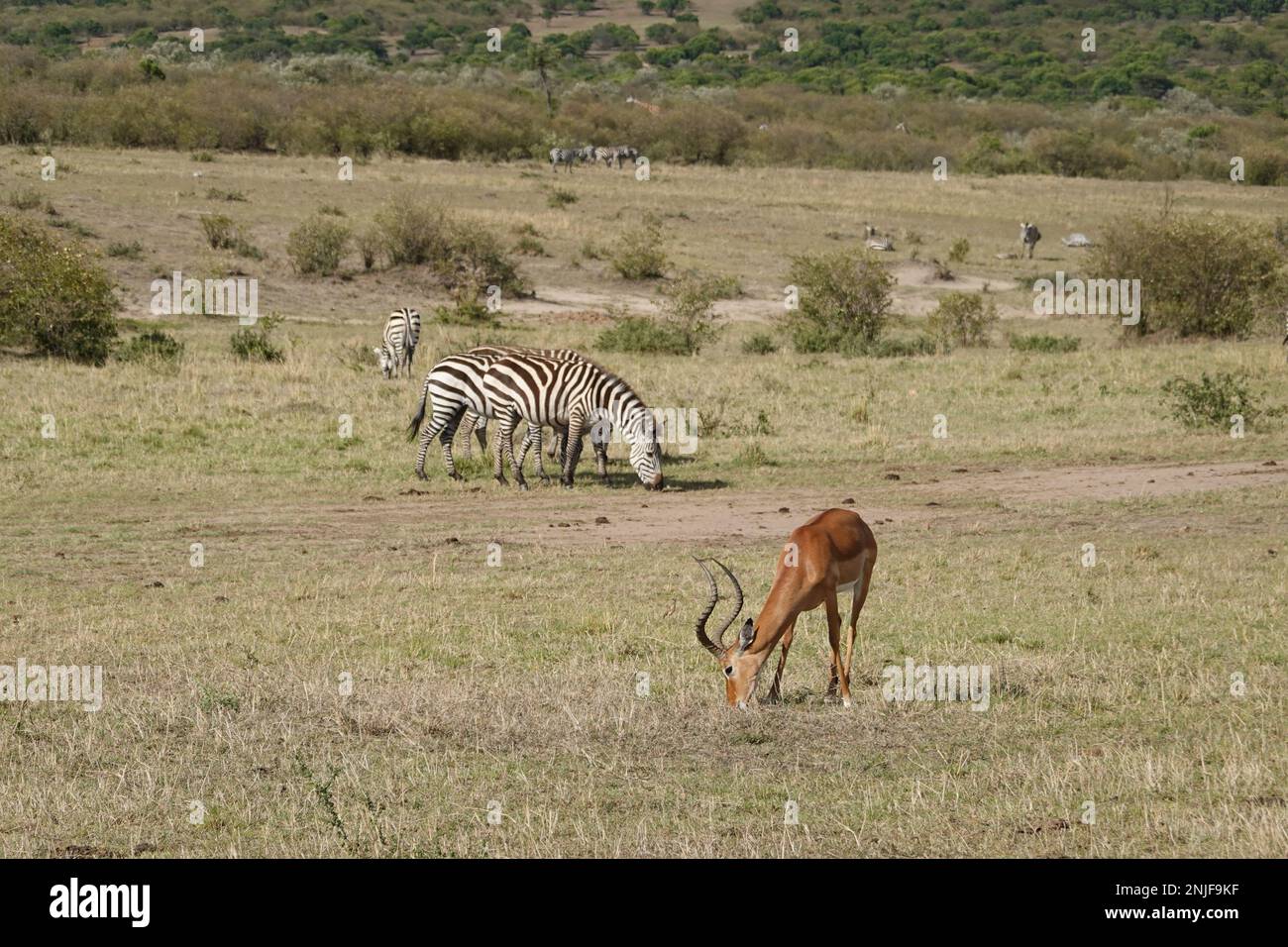 Impala and Zebra in the savannah in Kenya Stock Photo - Alamy
