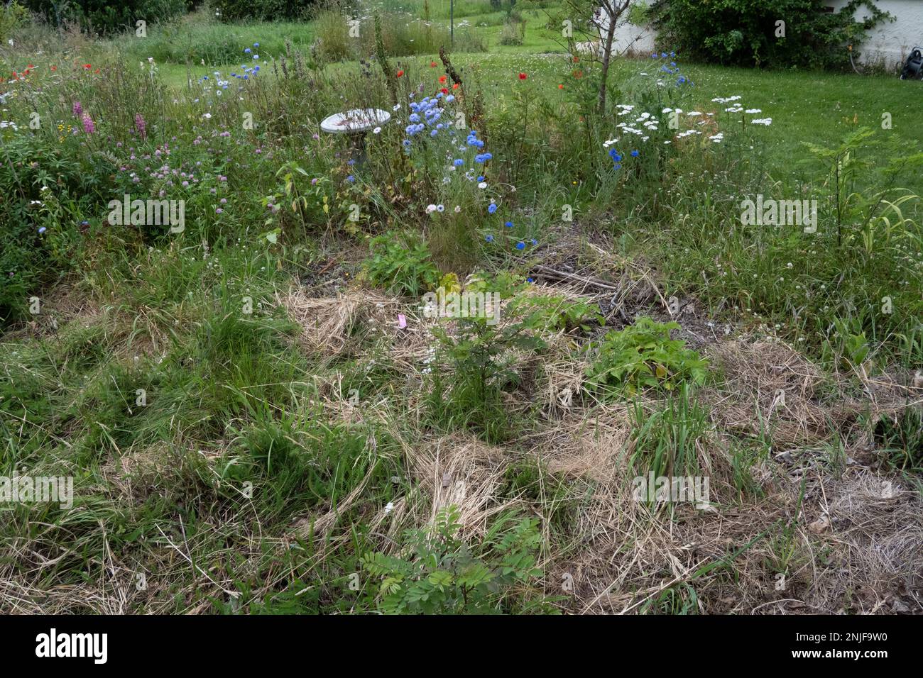Wildflowers in a messy cottage garden Stock Photo - Alamy