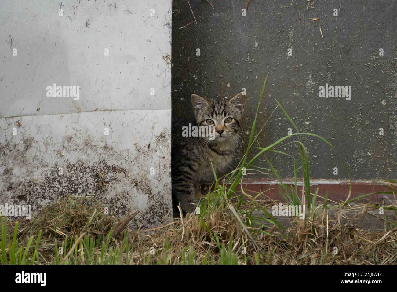Cute tabby kitten hiding behind metal sheet on farm setting Stock Photo ...