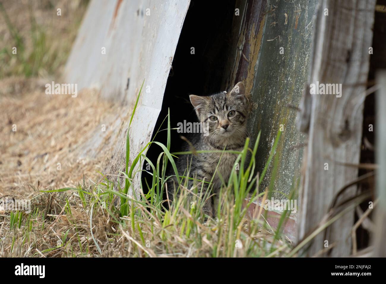 Cute tabby kitten hiding behind metal sheet on farm setting Stock Photo ...
