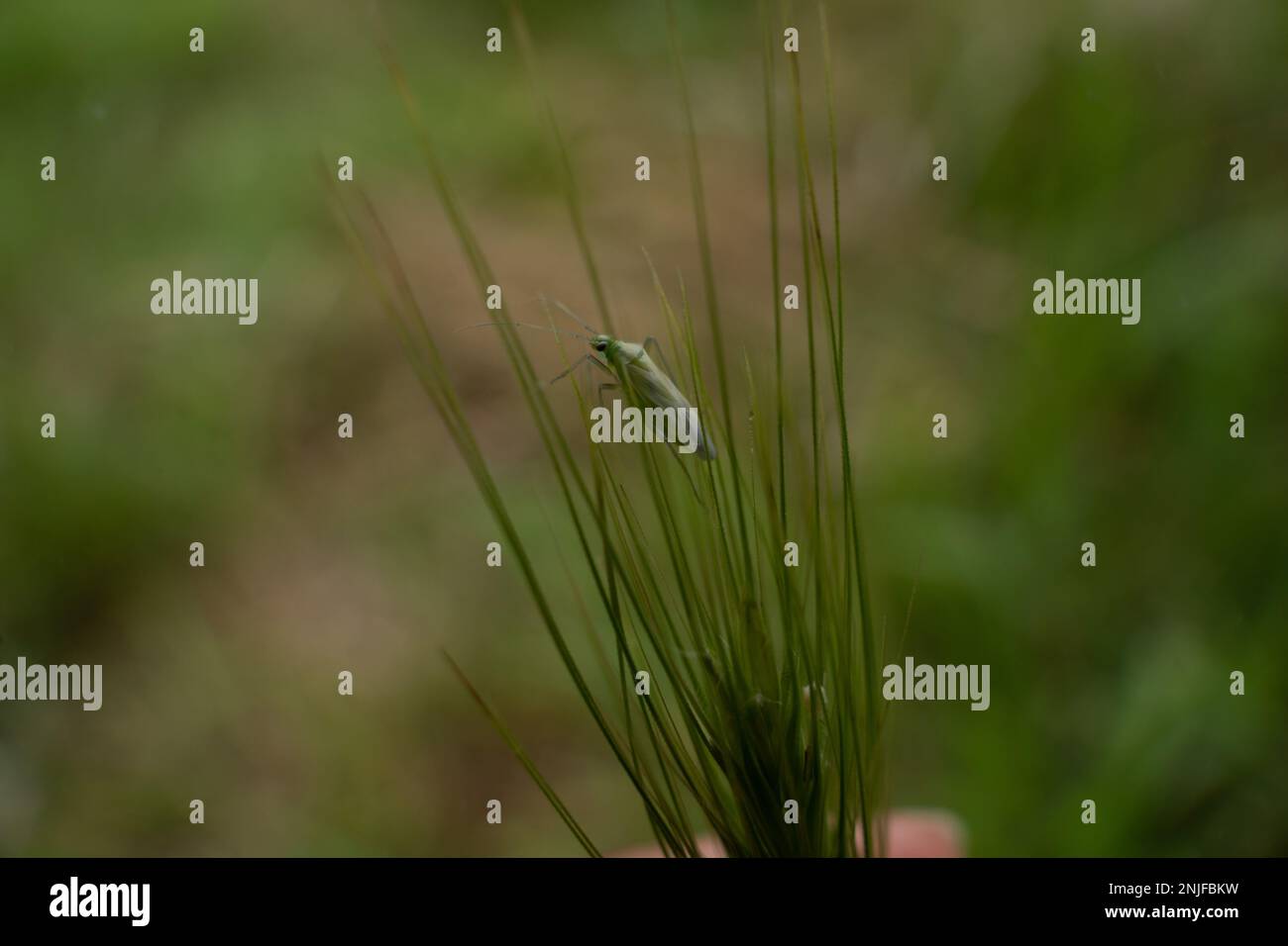 Two-spotted grass grub, Stenotus binotatus, extreme close up. It is a ...