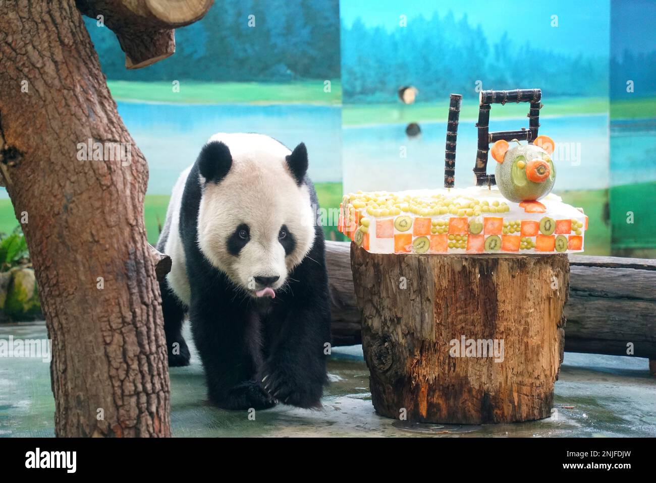In this photo released by the Taipei Zoo, Giant Panda Yuan Yuan is seen ...