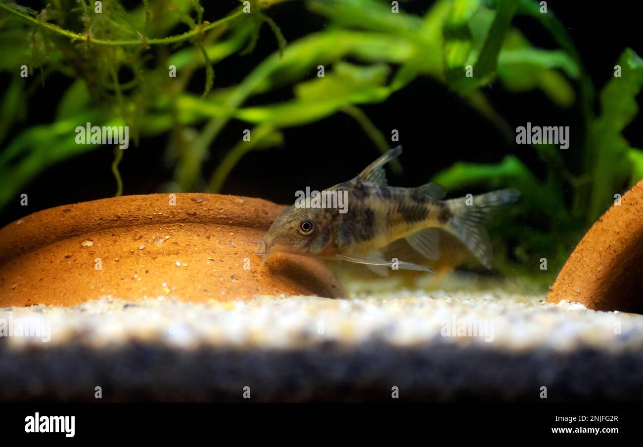 Blue leopard corydoras fish - Corydoras paleatus Stock Photo - Alamy