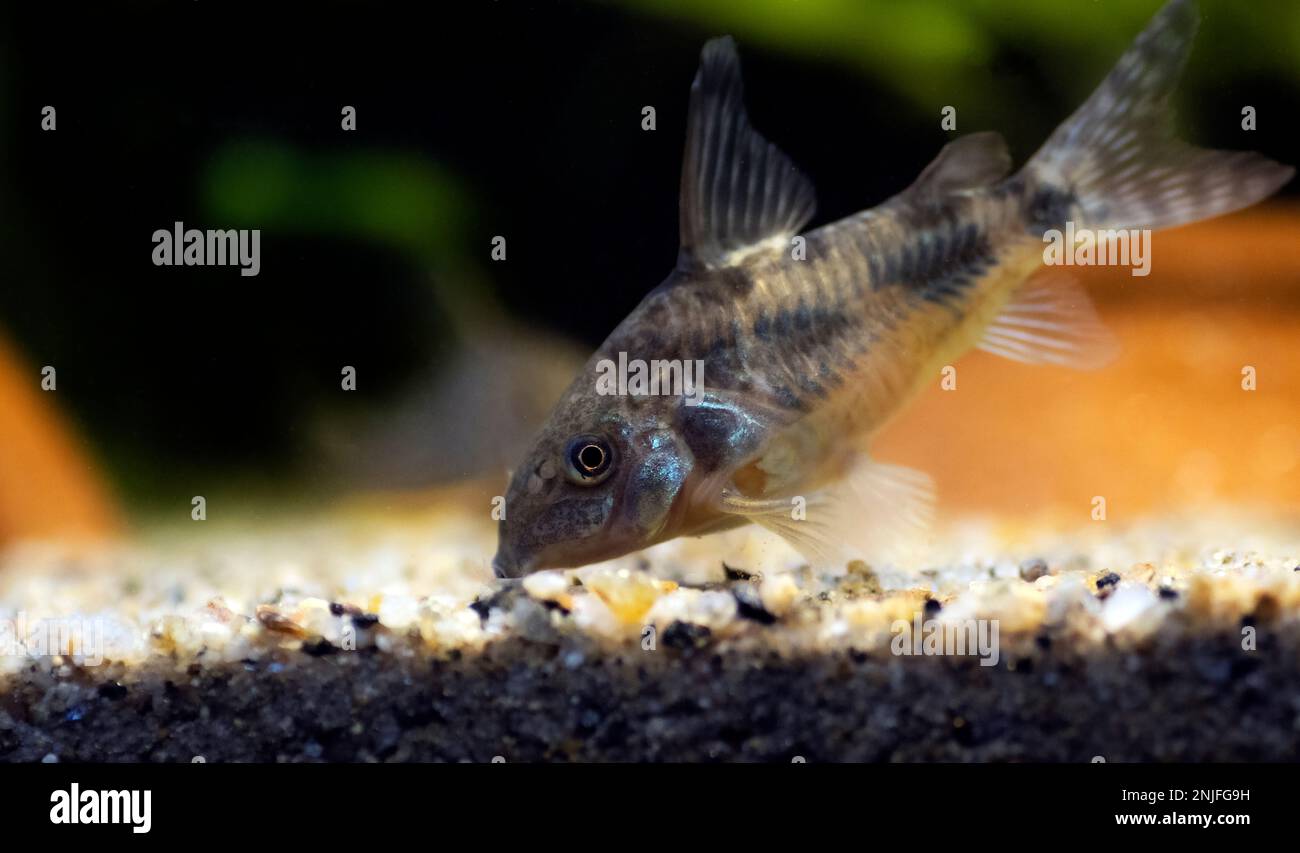 Blue leopard corydoras fish - Corydoras paleatus Stock Photo - Alamy
