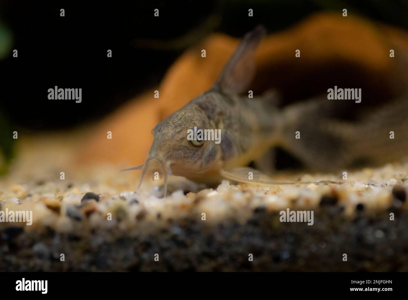 Blue leopard corydoras fish - Corydoras paleatus Stock Photo - Alamy