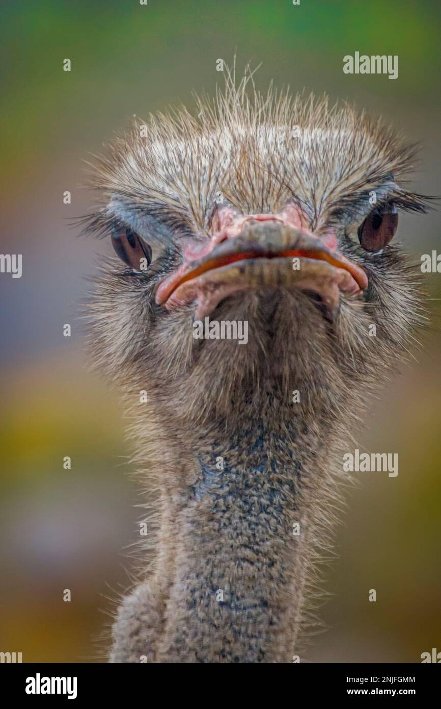 An Ostrich out in the wild on a a wild life safari in South Africa ...