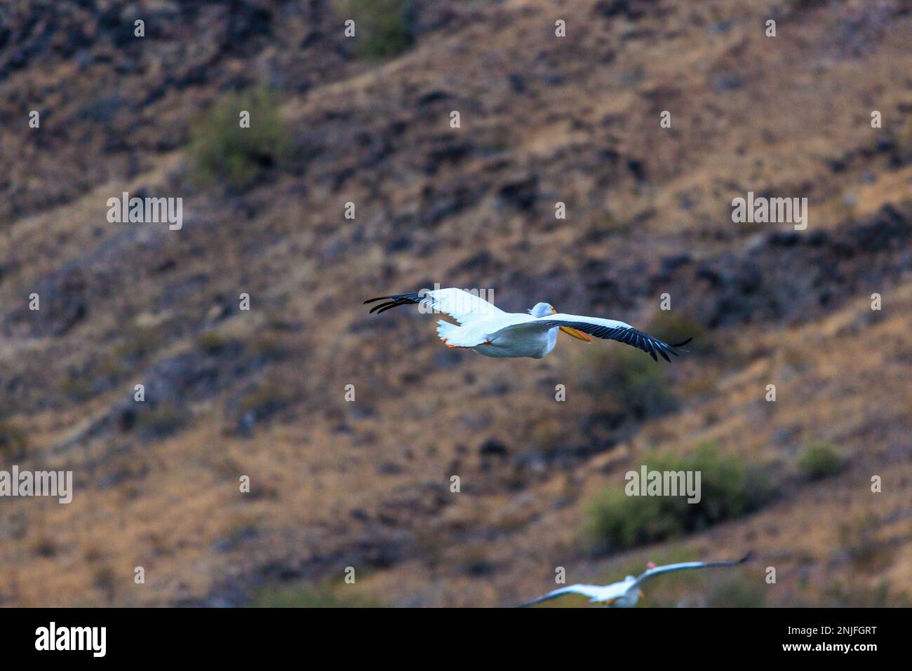 Pelicans in the Gila River at Gillespie Dam Stock Photo - Alamy