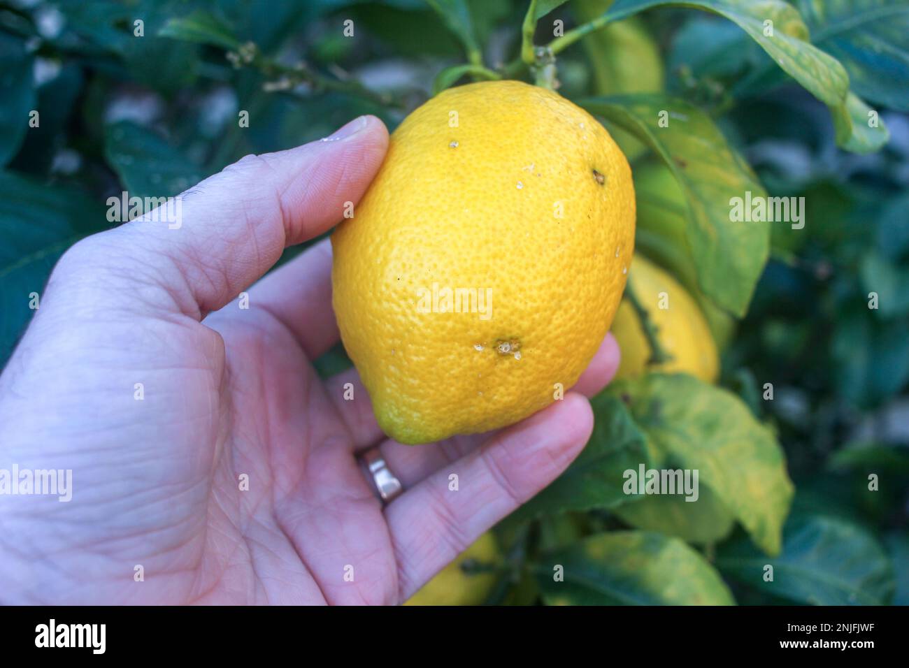 Hand touching fruit hi-res stock photography and images - Alamy