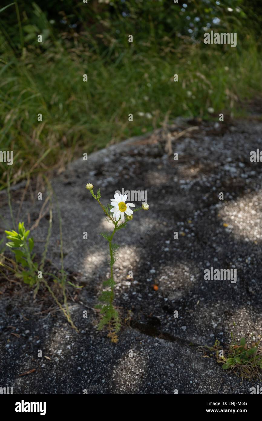 Small white daisy flower growing in a crack on the ground. Dappled ...