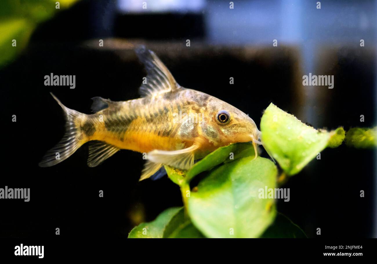 Blue leopard corydoras fish - Corydoras paleatus Stock Photo - Alamy