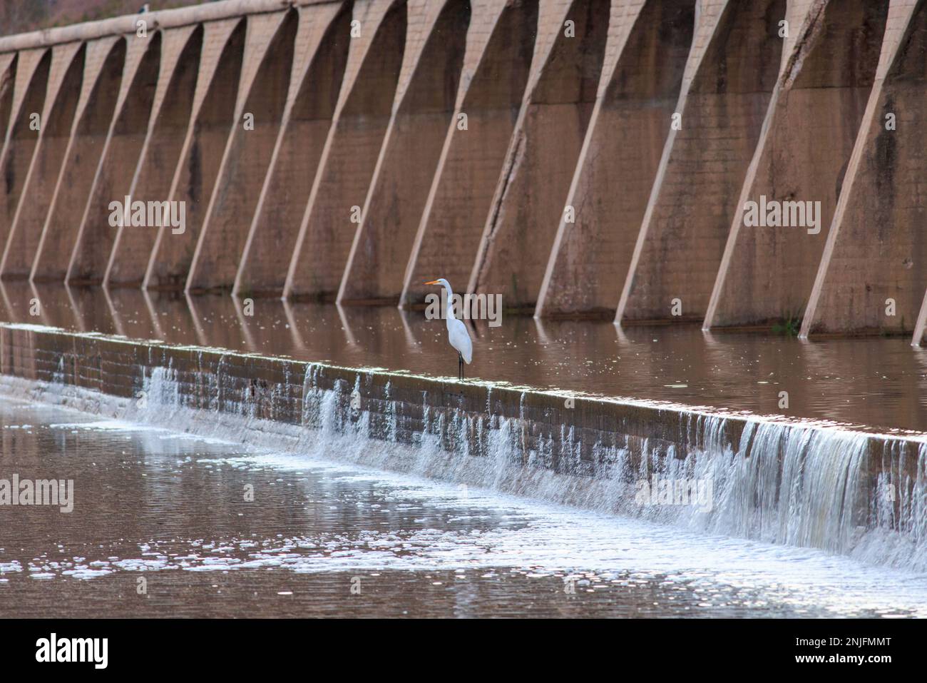 Pelicans in the Gila River at Gillespie Dam Stock Photo - Alamy