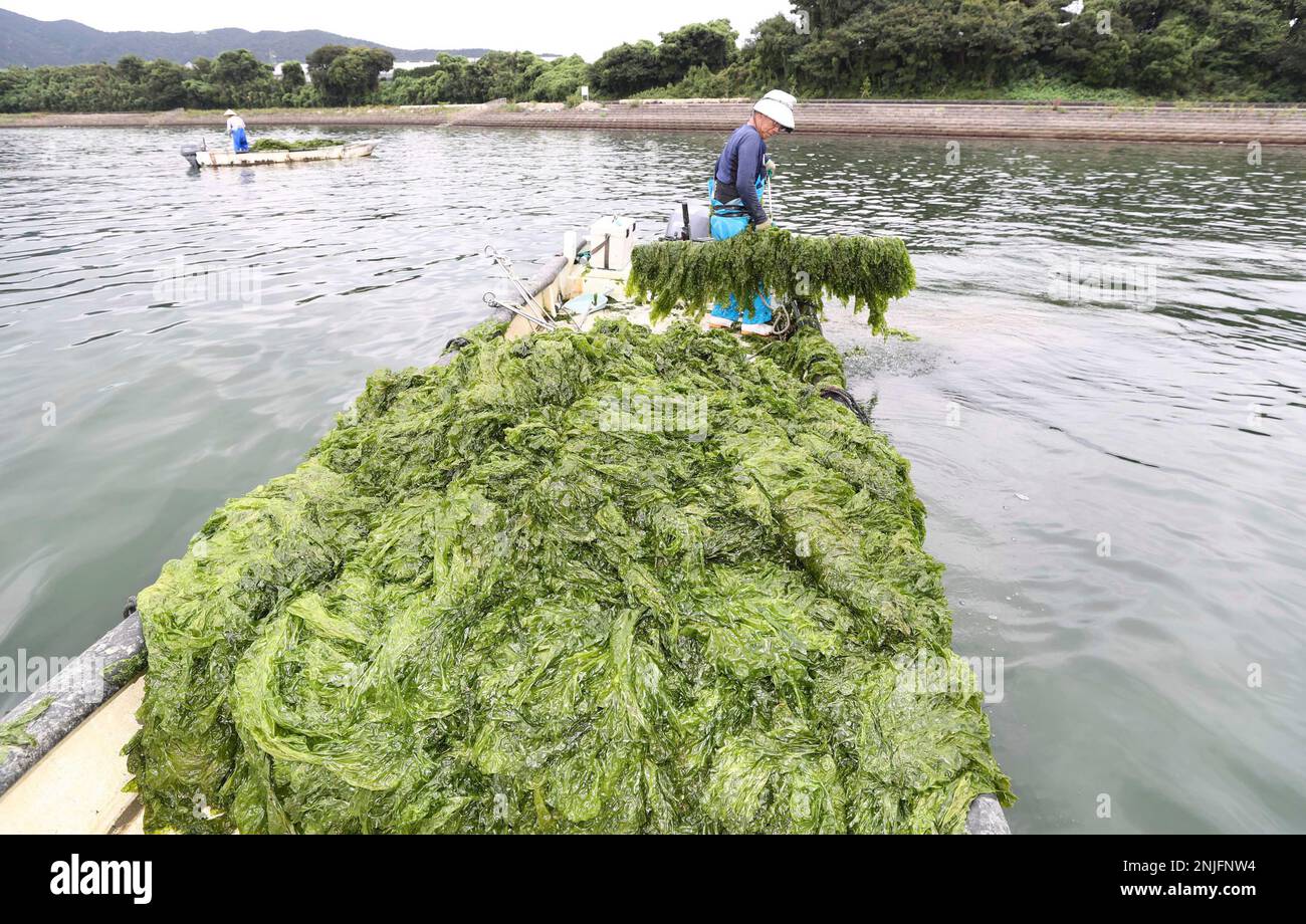 A fisherman harvests Ana-aosa, Ulva pertusa Kjellman, one specie of Sea ...