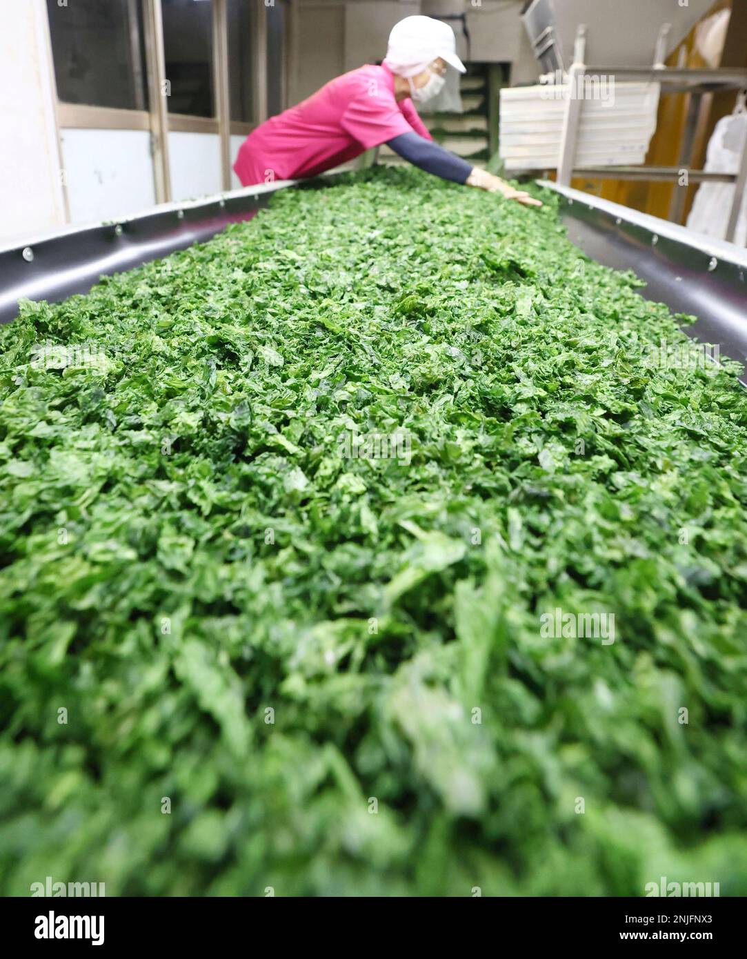 Ana-aosa, Ulva pertusa Kjellman, one specie of Sea lettuces, get dried ...