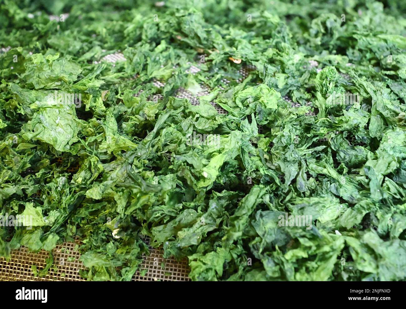 Ana-aosa, Ulva pertusa Kjellman, one specie of Sea lettuces, get dried ...