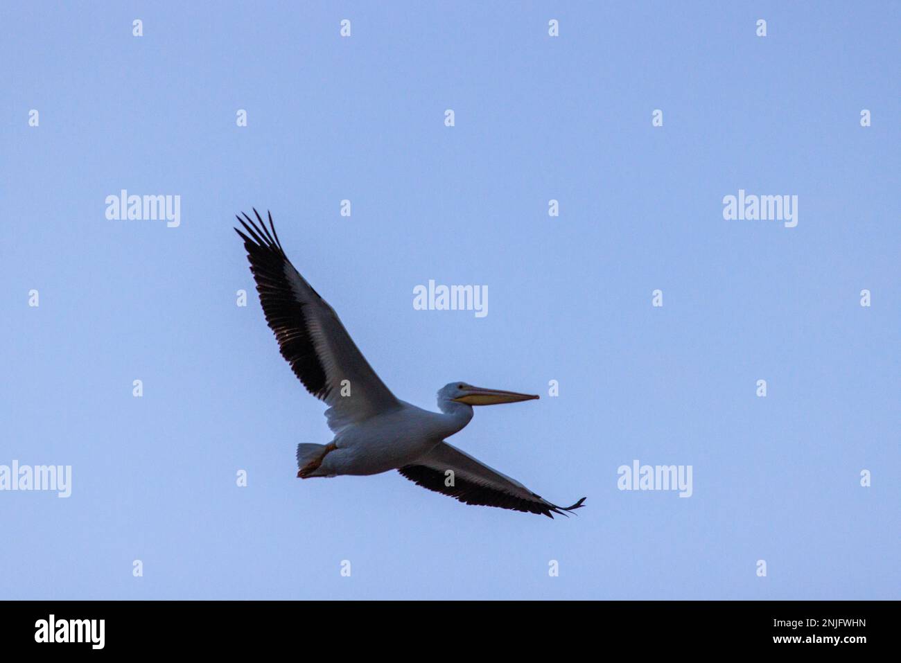 Pelicans in the Gila River at Gillespie Dam Stock Photo - Alamy