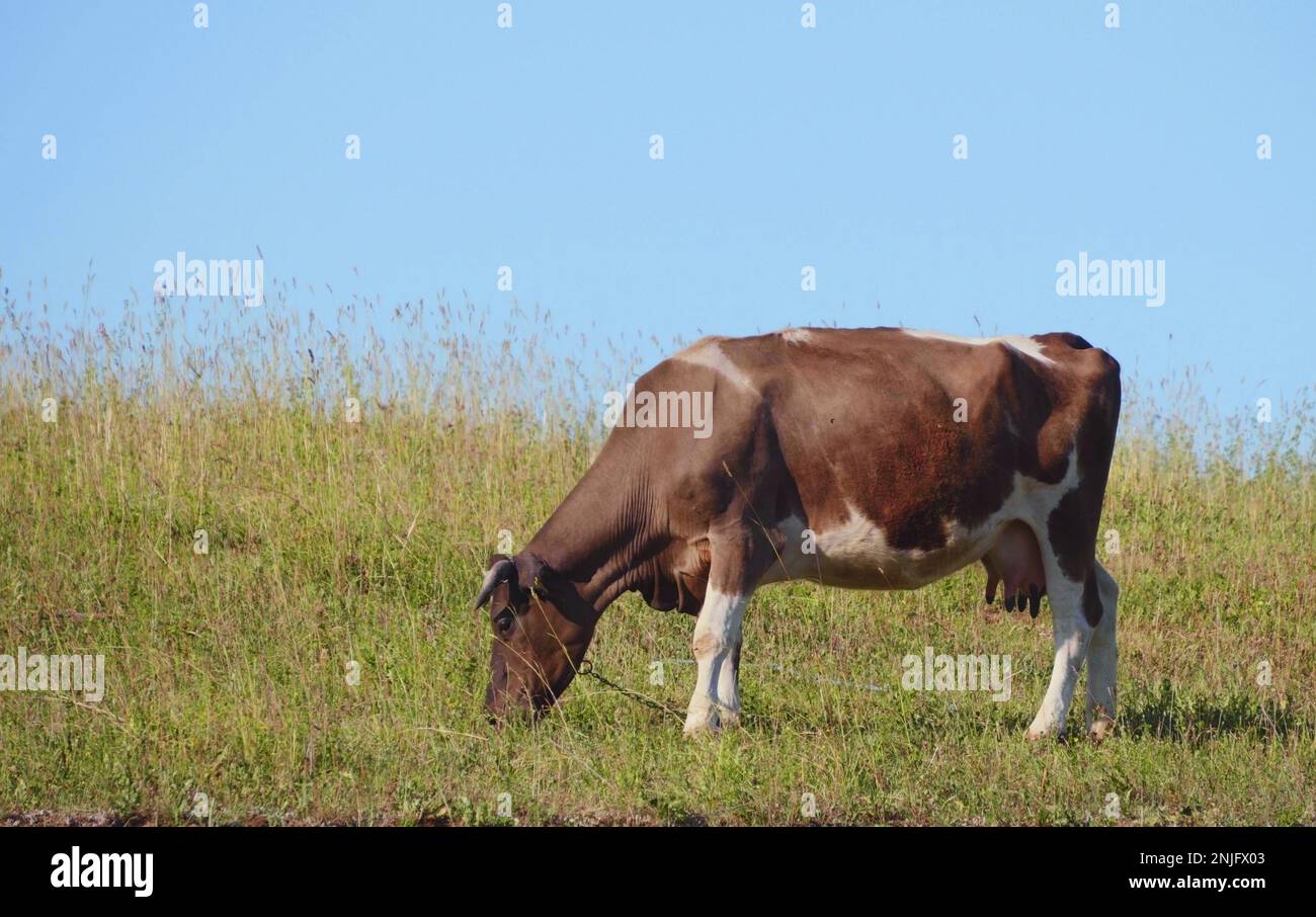 Cow milk cattle red hi-res stock photography and images - Alamy