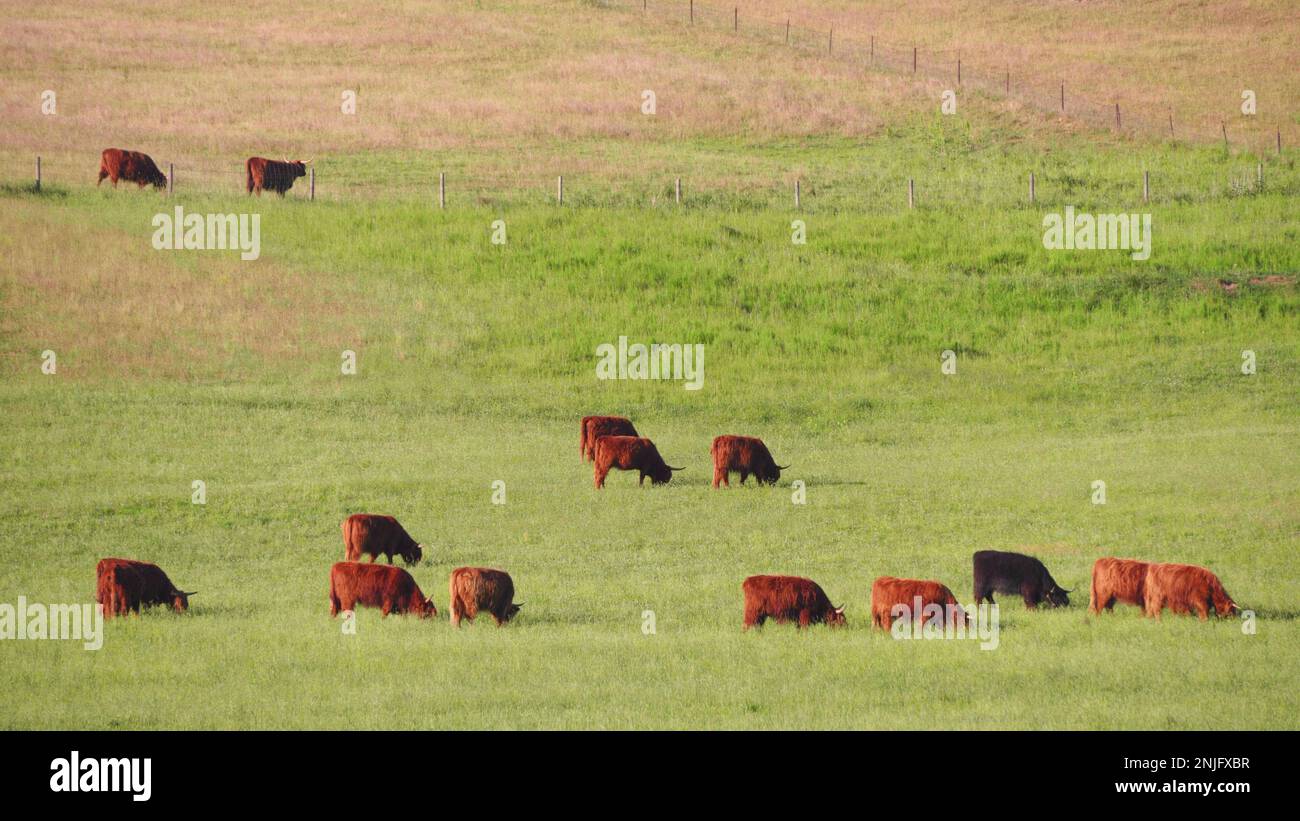 Scottish highland cows graze hi-res stock photography and images - Alamy