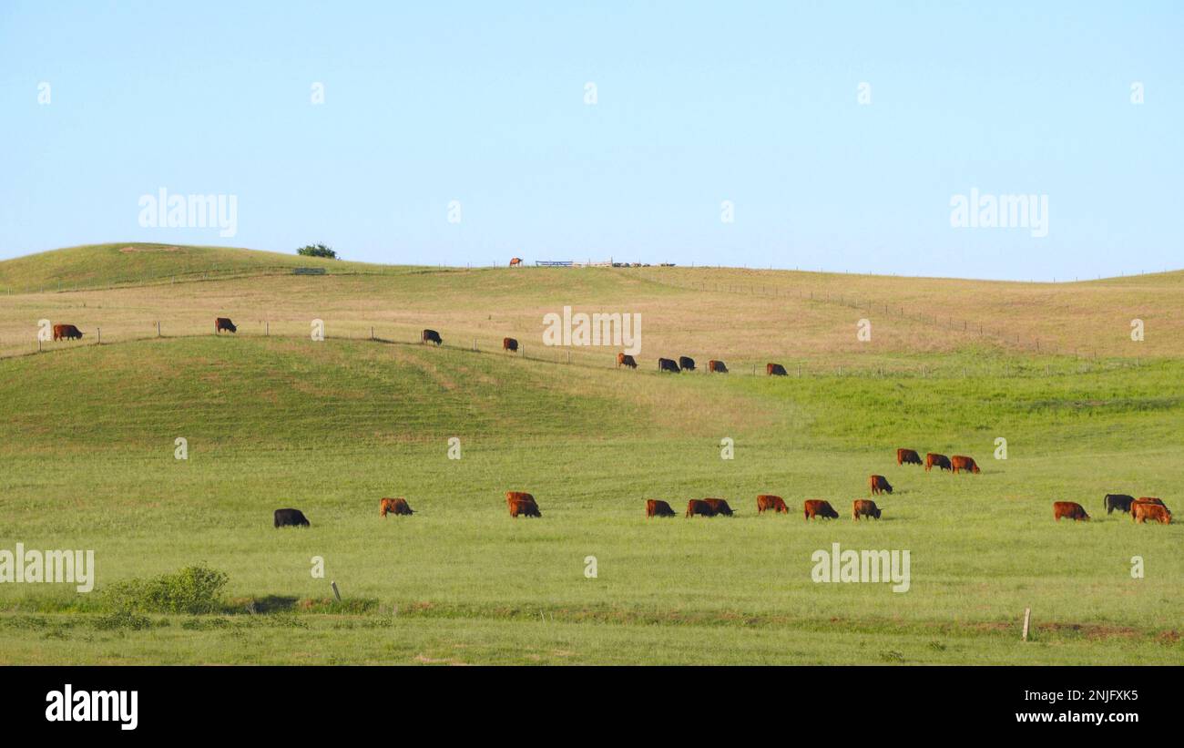 Red Scottish cows graze in a green meadow Stock Photo - Alamy
