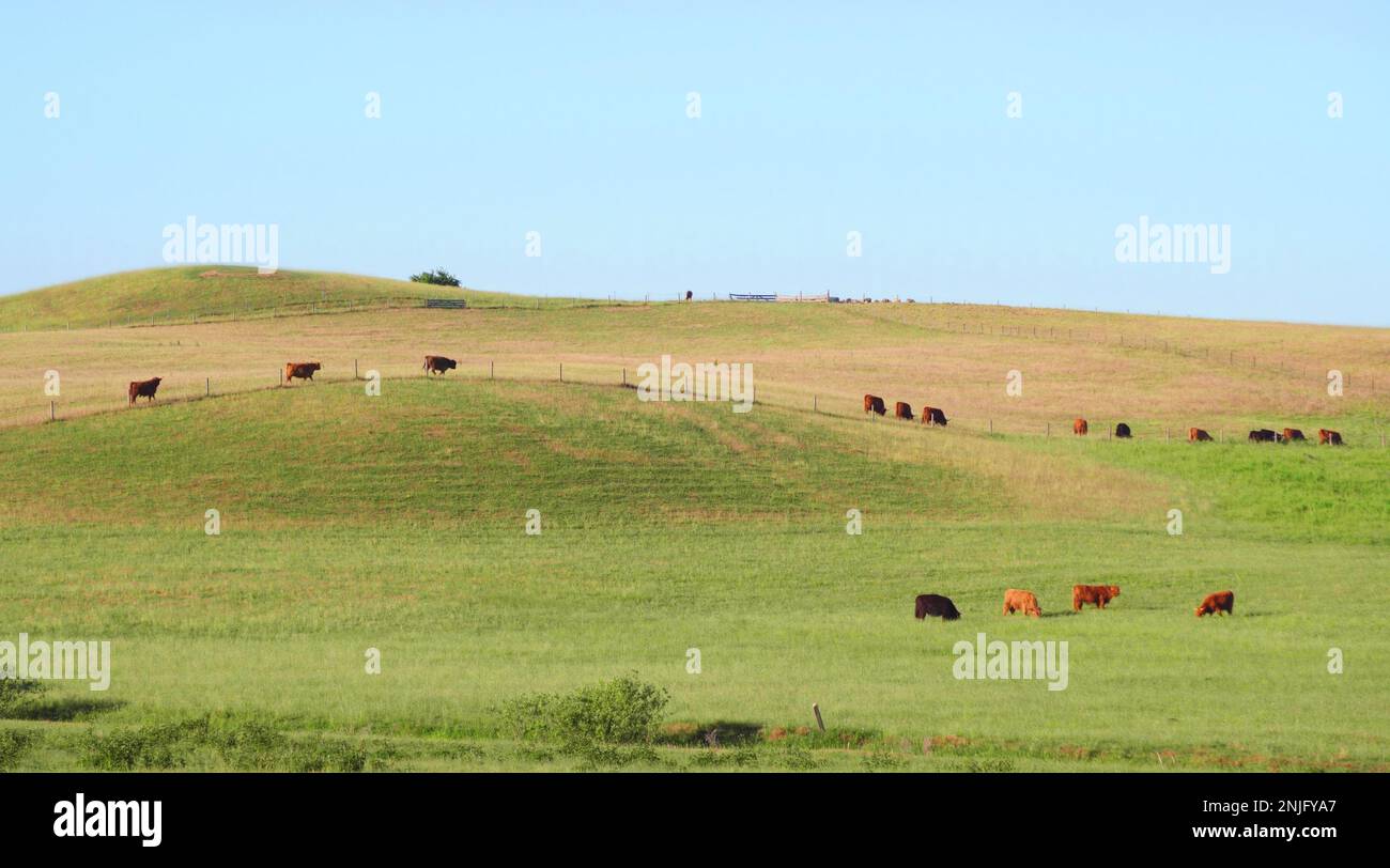 Scottish highland cows graze hi-res stock photography and images - Alamy