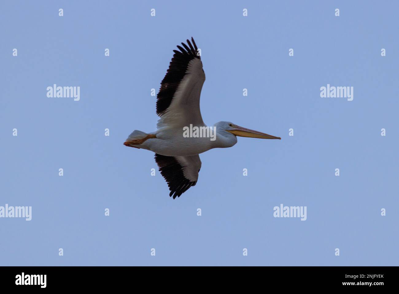 Pelicans in the Gila River at Gillespie Dam Stock Photo - Alamy