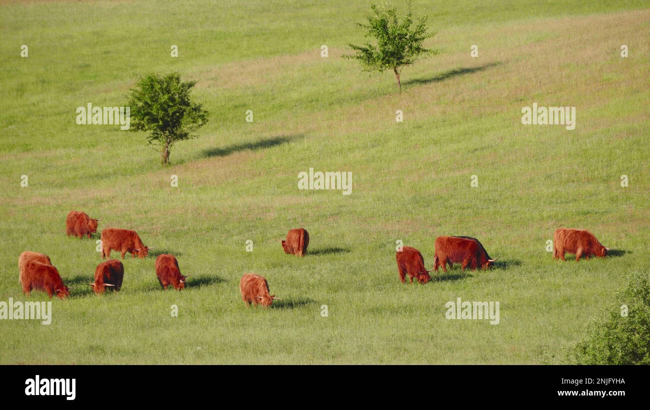 Scottish highland cattle graze hi-res stock photography and images - Alamy