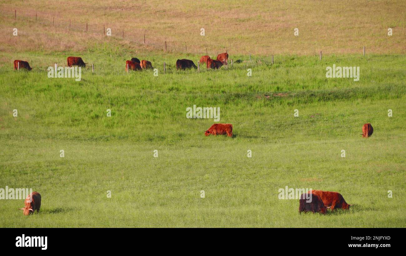 Scottish cows hi-res stock photography and images - Alamy