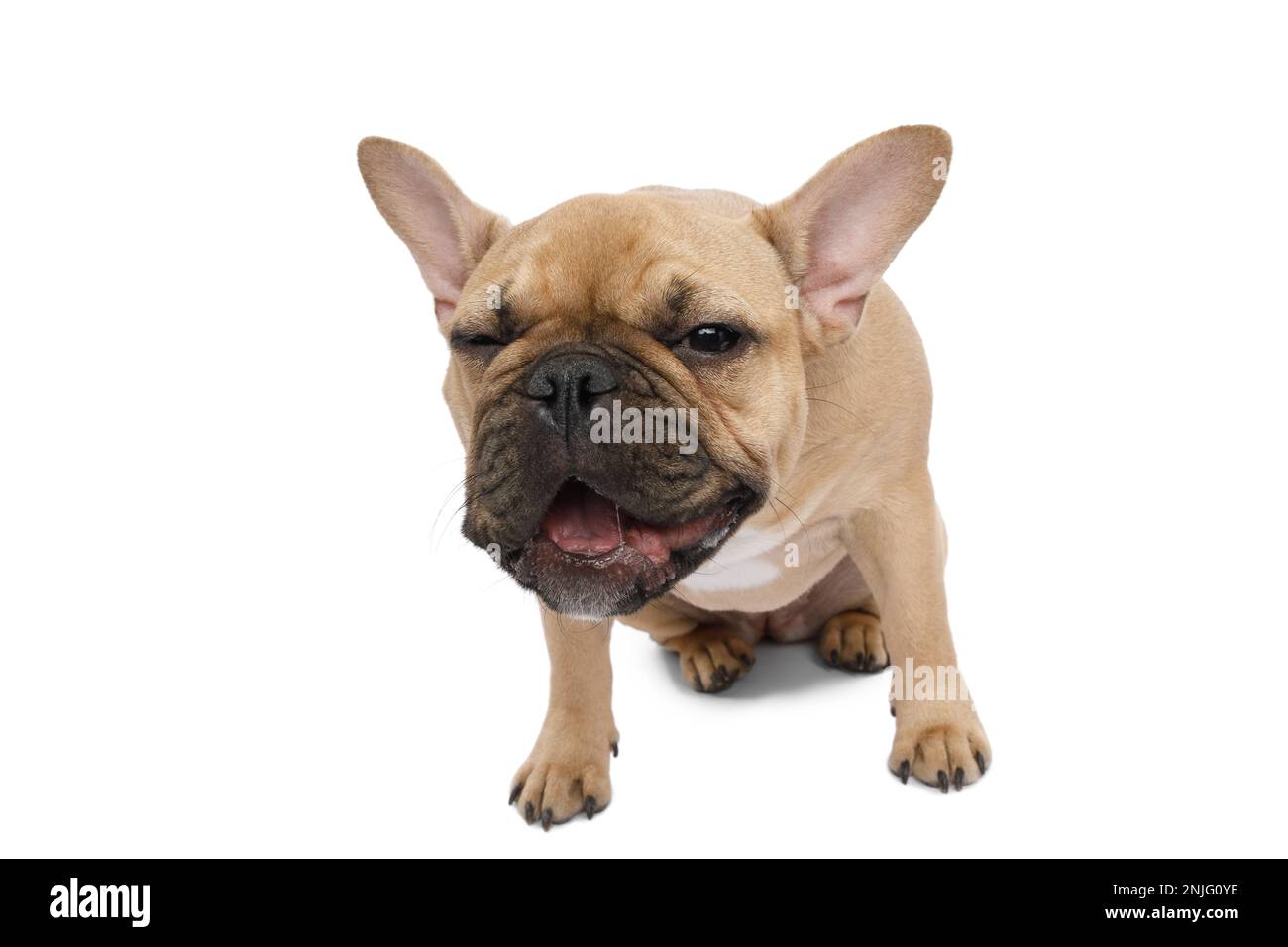 Funny French bulldog, laughing on an isolated white background Stock ...