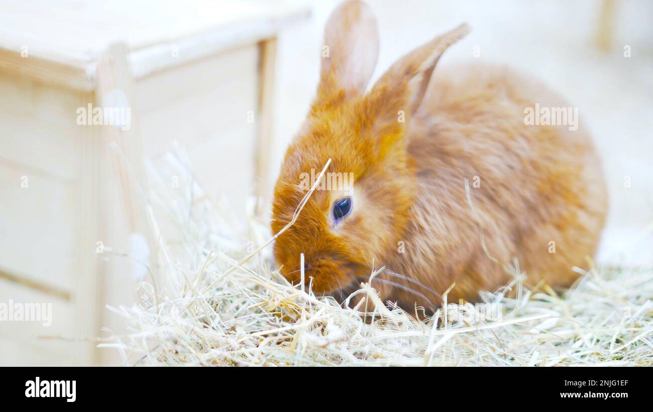 Small easter bunnies in hi-res stock photography and images - Alamy