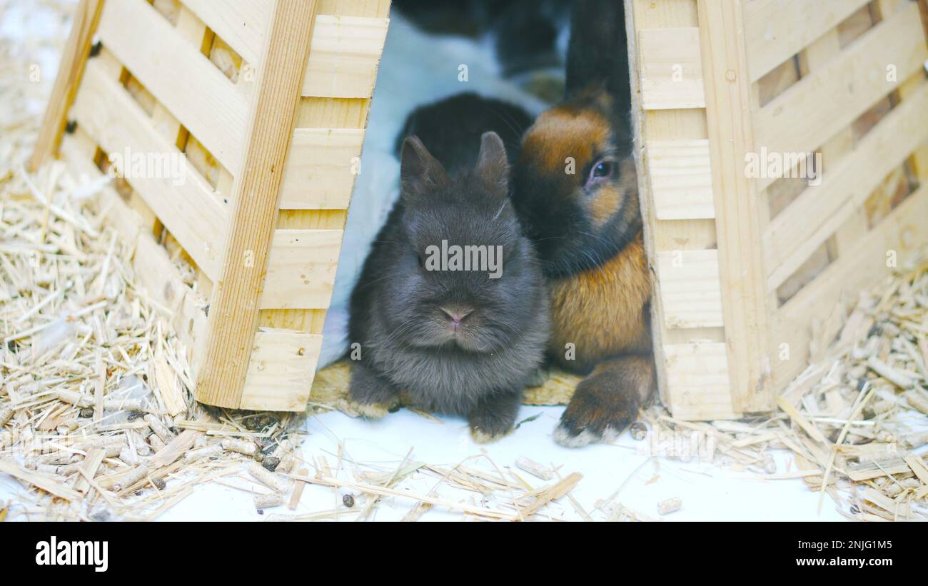 Easter bunnies in the paddock Stock Photo - Alamy