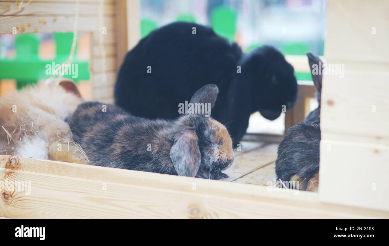 Easter bunnies in the paddock Stock Photo - Alamy