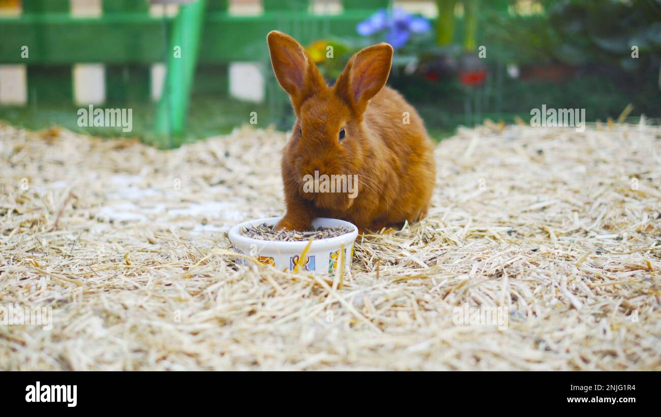 Easter bunnies in the paddock Stock Photo - Alamy
